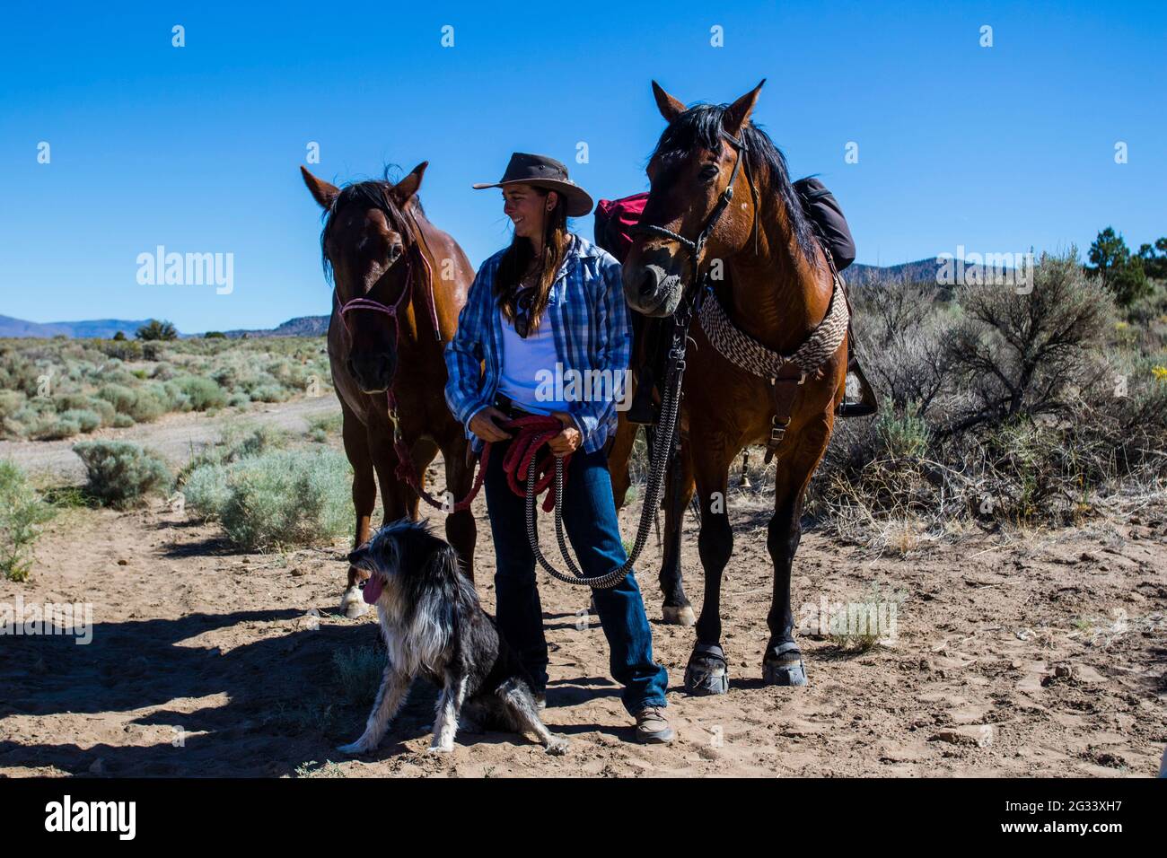 She dog with horses hi-res stock photography and images - Alamy