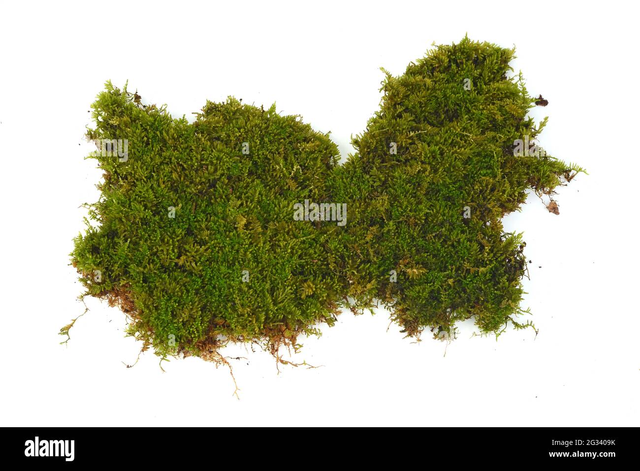 Top view of moss isolated on white background Stock Photo - Alamy