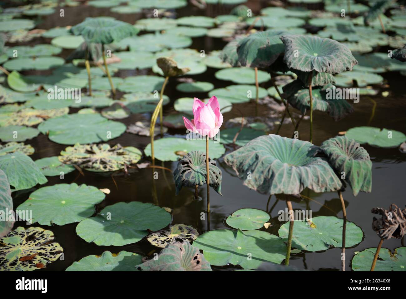 Water lily flower bali indonesia hi-res stock photography and images ...