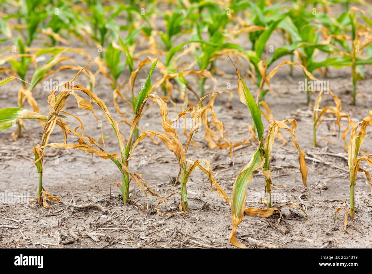 Corn plants wilting and dead in cornfield. Herbicide damage, drought ...