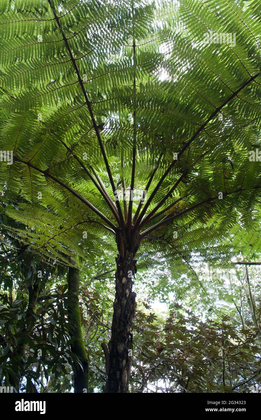 Vertical of the beautiful green growing Cyathea cooperi tree in the ...