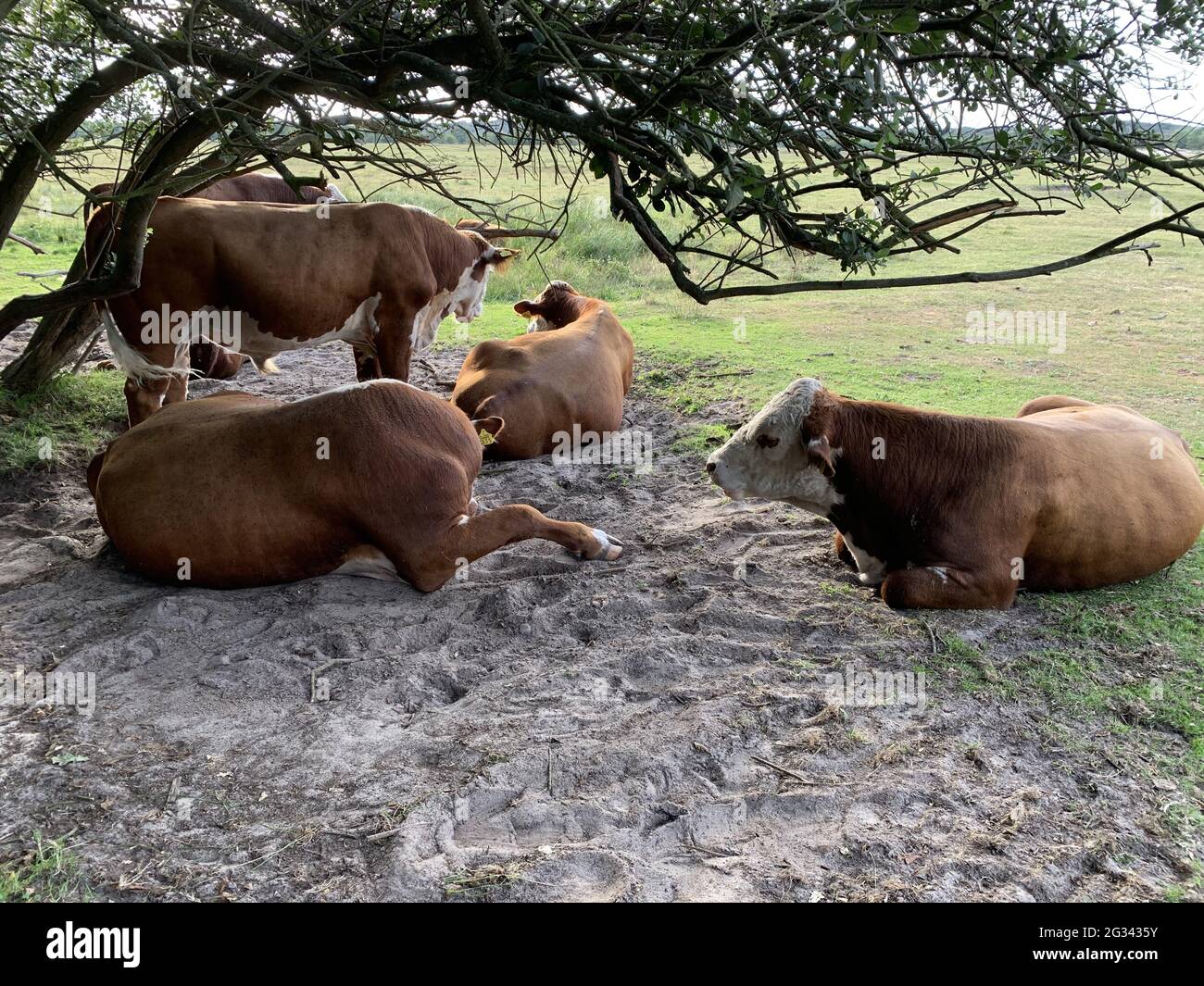 Brown cows laying on the sandy ground and relaxing under the tree Stock ...