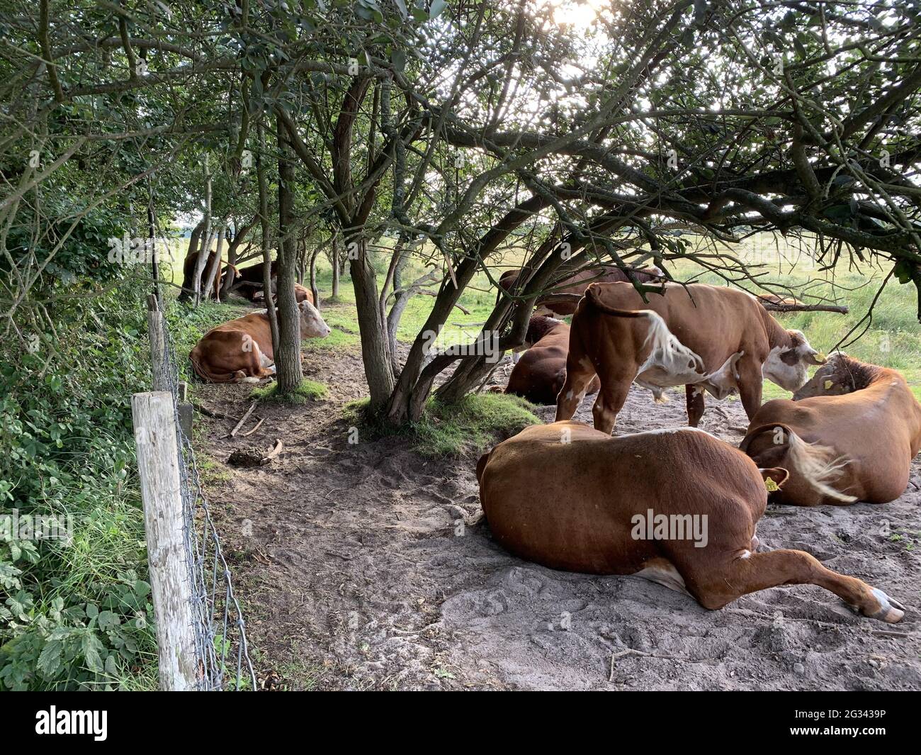 Cow laying on the ground hi-res stock photography and images - Alamy