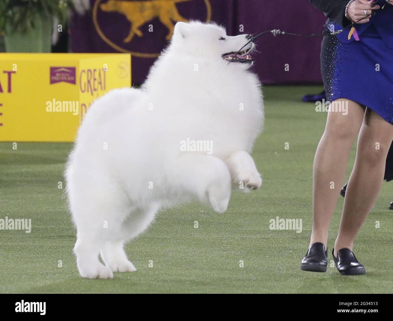 Samoyed westminster dog show hi-res stock photography and images - Alamy
