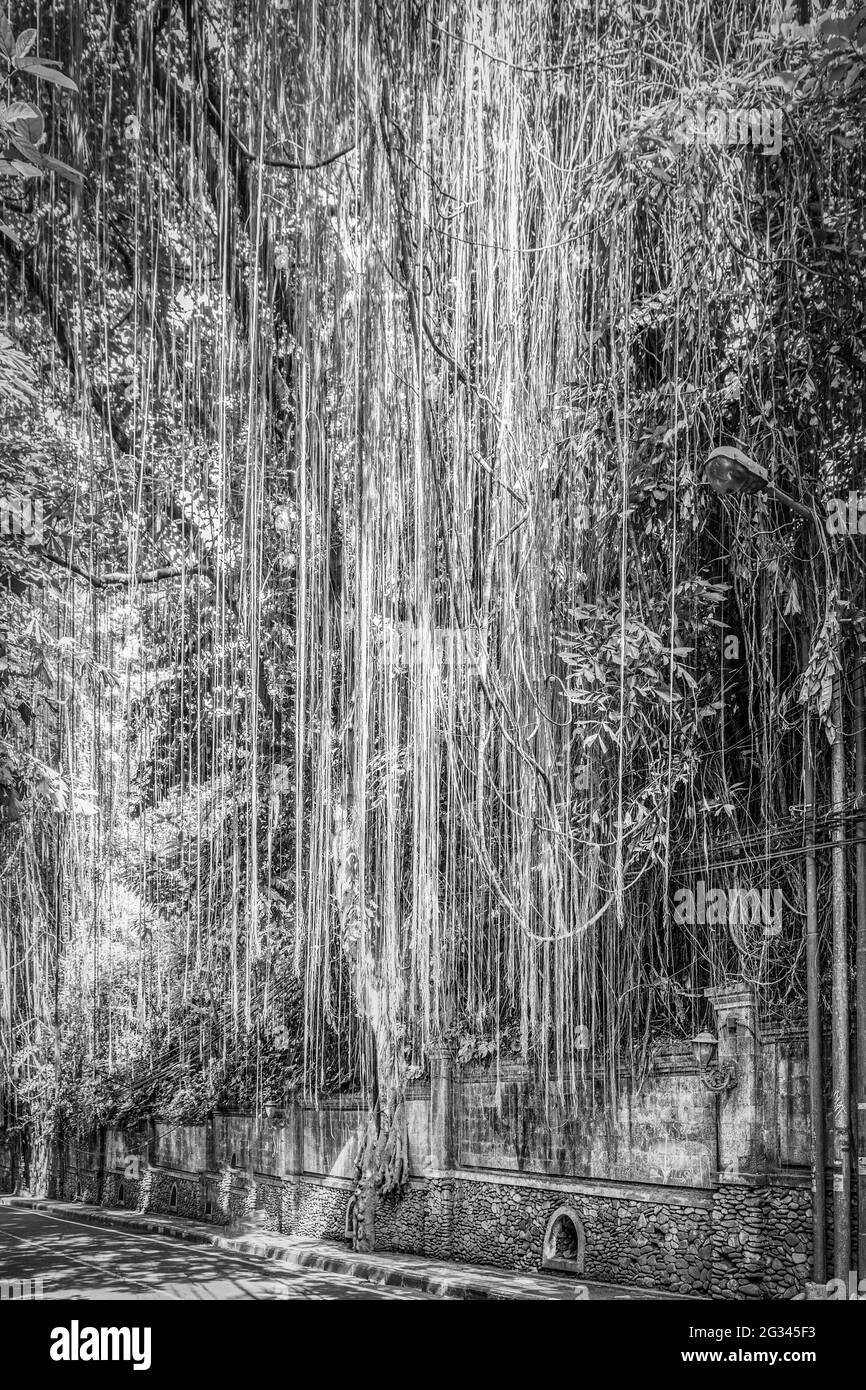 Balinese hanging vines hi-res stock photography and images - Alamy