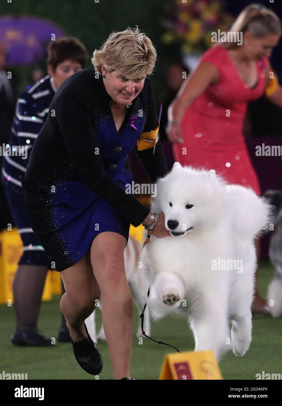 Samoyed westminster dog show hi-res stock photography and images - Alamy