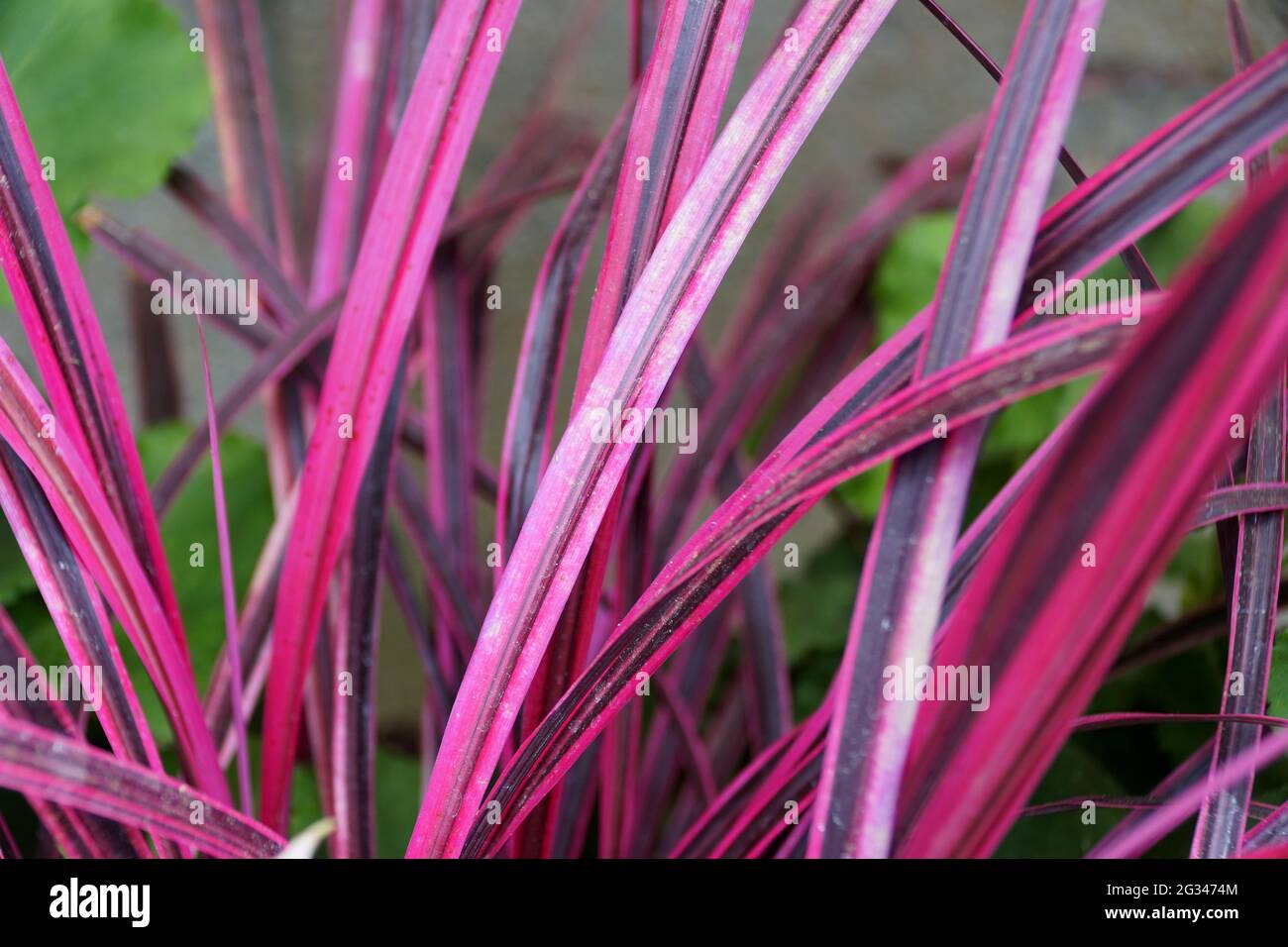 Beautiful pink and purple leaves of Cordyline 'Festival Raspberry ...