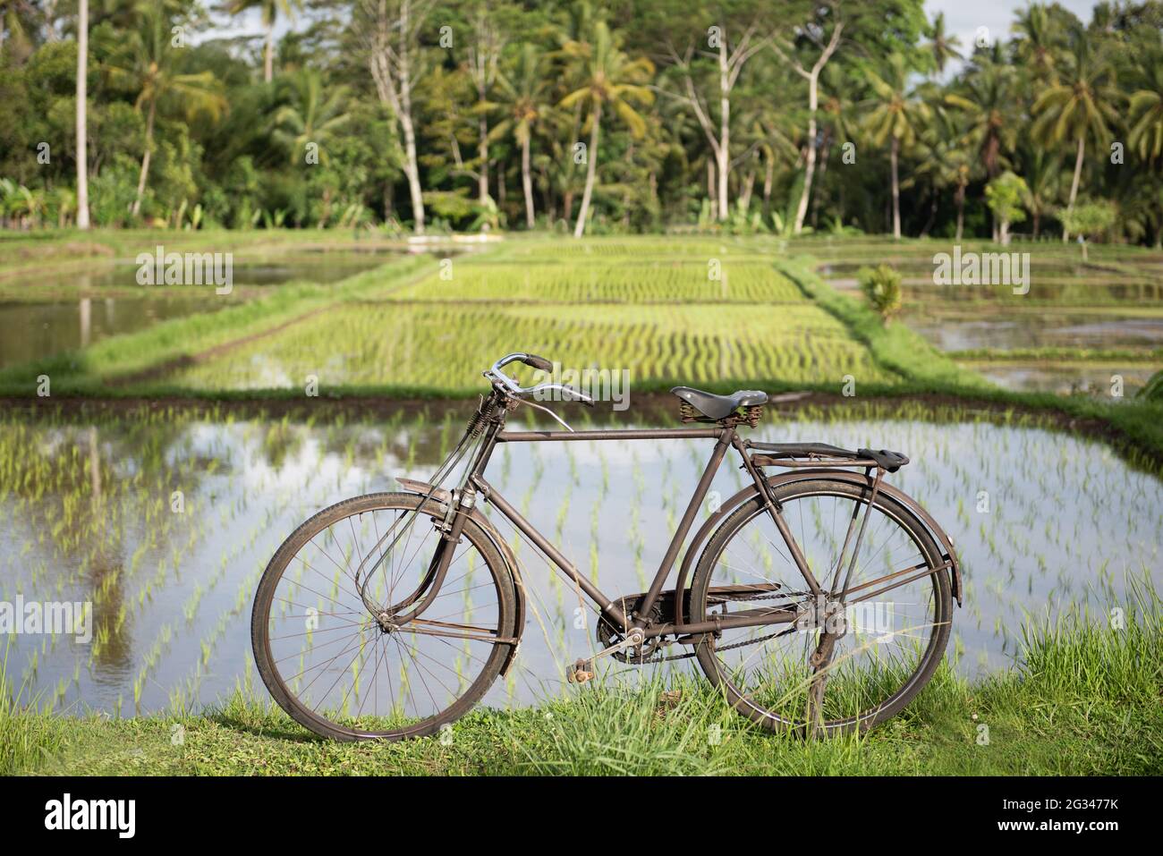 Work in bali hi-res stock photography and images - Alamy