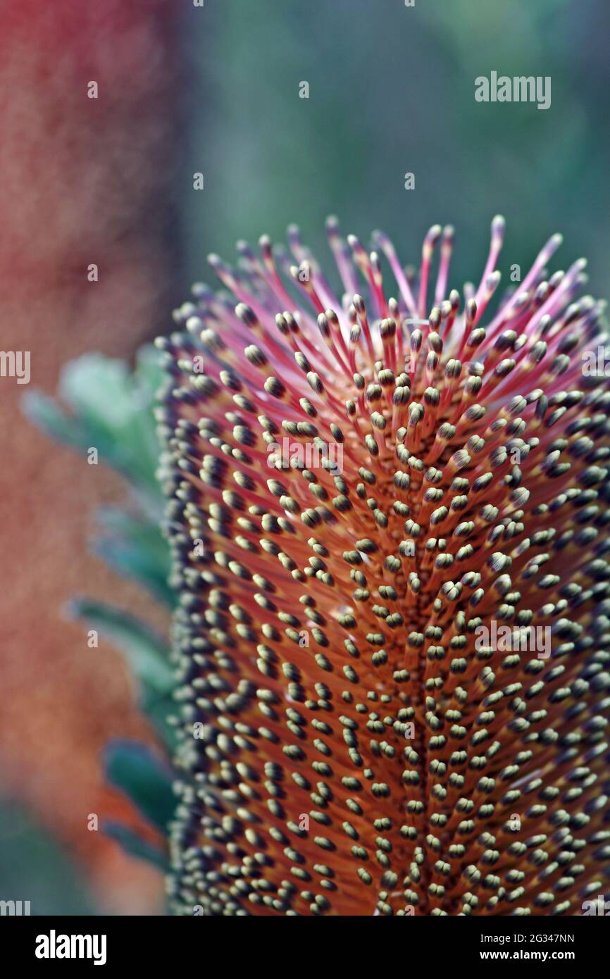 Closeup of the red and purple Cut Leaf Banksia flower, Banksia ...