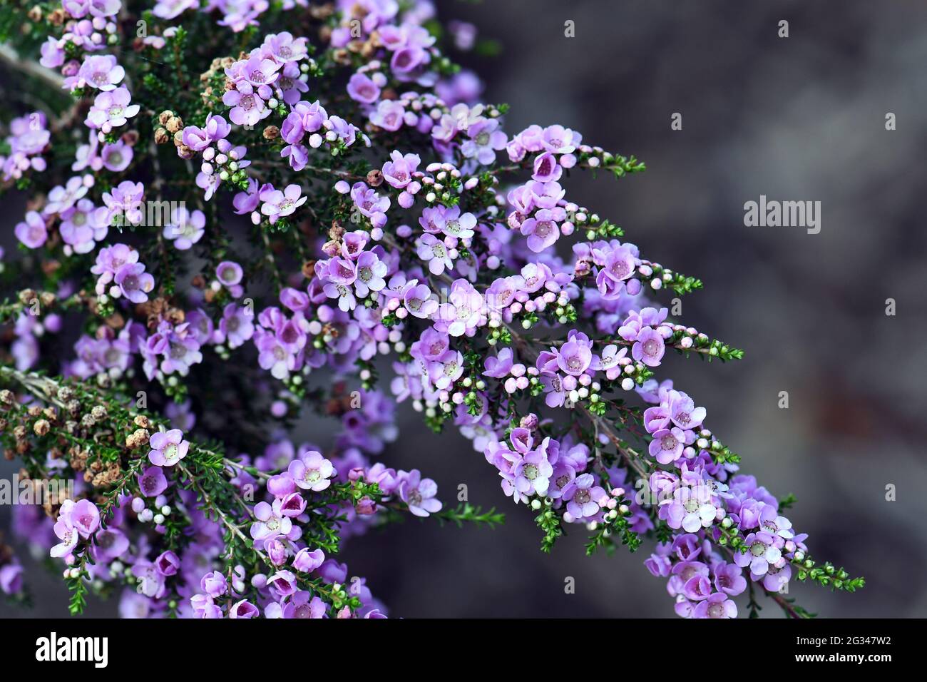Australian native flowering shrub hi-res stock photography and images ...