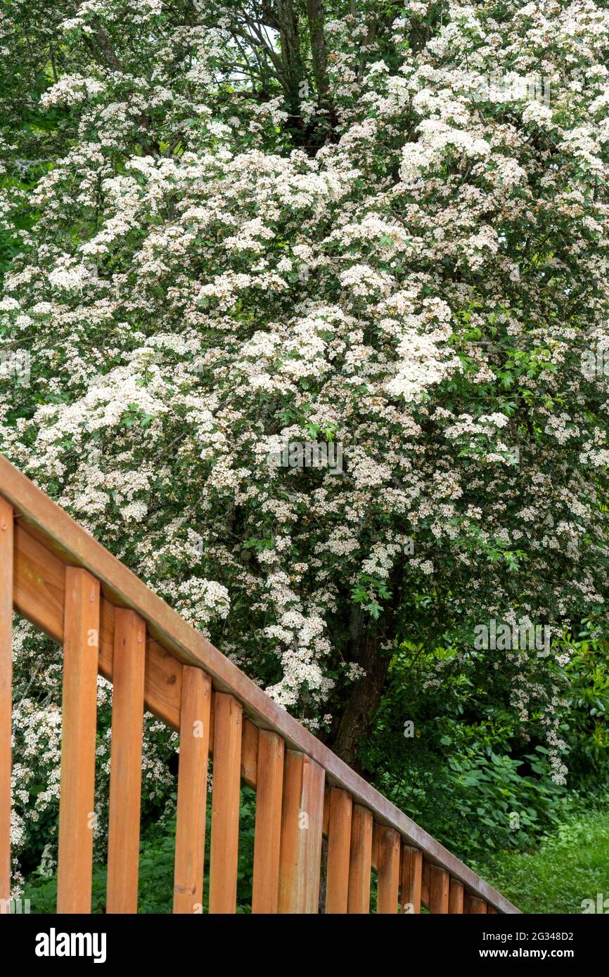 Tree in railing hi-res stock photography and images - Alamy