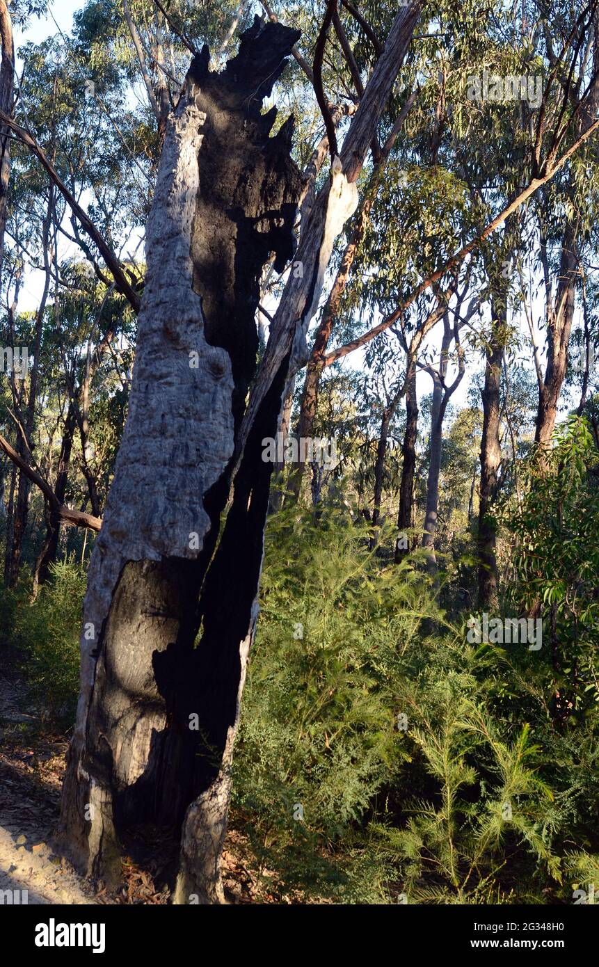 A burned out tree in the Blue Mountains Stock Photo - Alamy