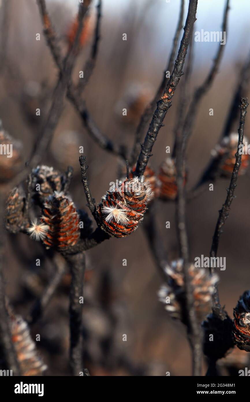 Australian native seed pod hi-res stock photography and images - Alamy