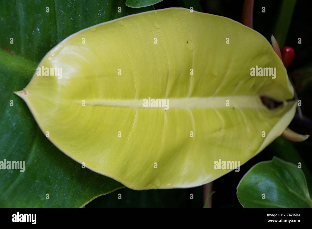 A large light yellow leaves of Philodendron Moonlight, an indoor ...