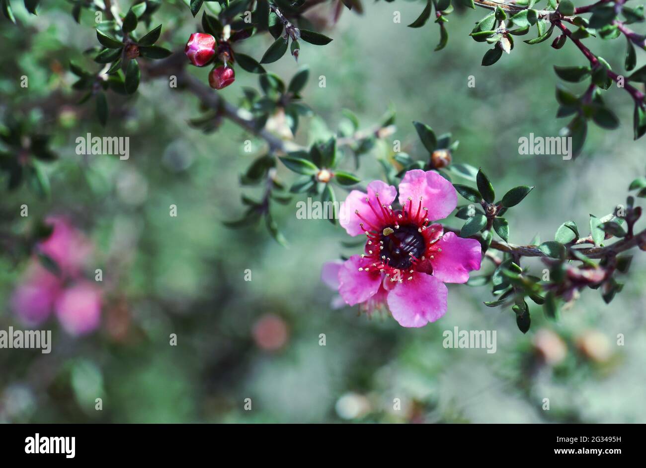 Beautiful Australian native pink tea tree flower, Leptospermum ...
