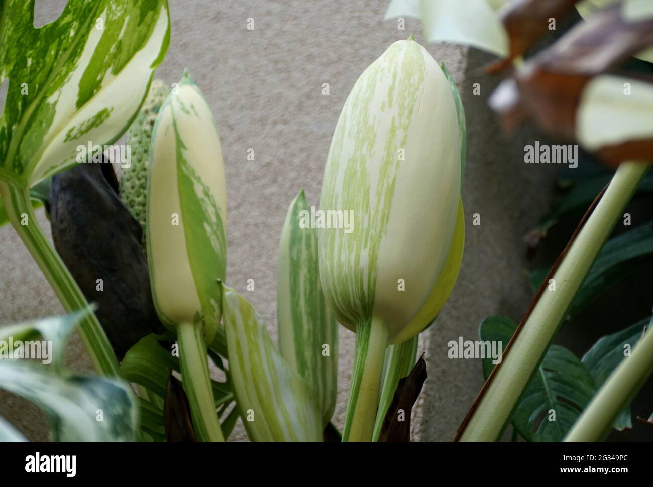 Variegated monstera deliciosa hi-res stock photography and images - Alamy