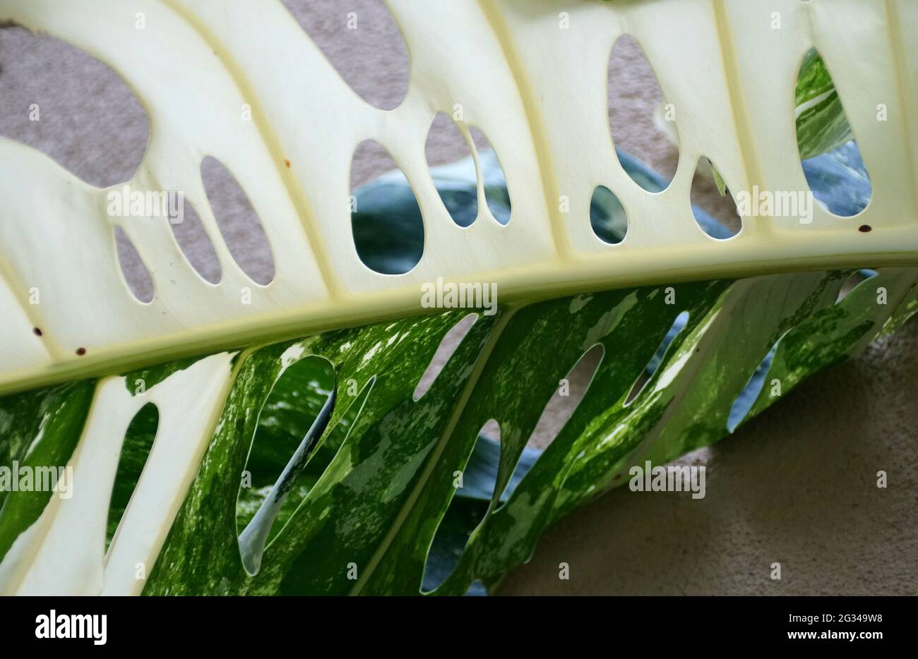 Close up of the beautiful leaf of a highly variegated Monstera ...