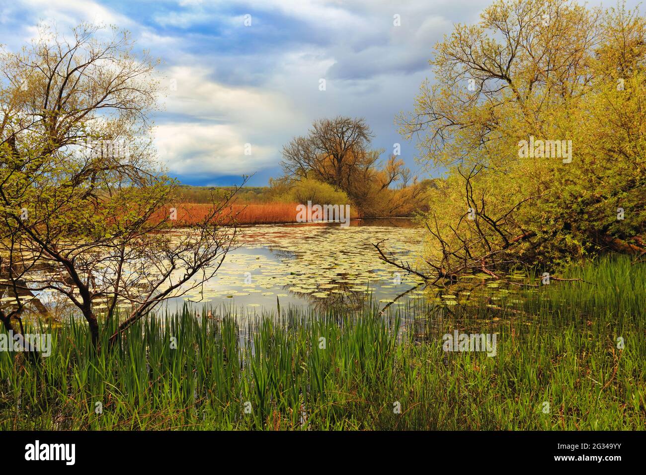 Calm pond beauty hi-res stock photography and images - Alamy