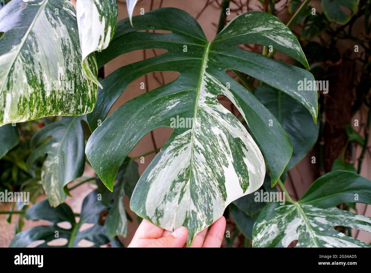 Close up of the beautiful leaf of a variegated Monstera Deliciosa Albo ...