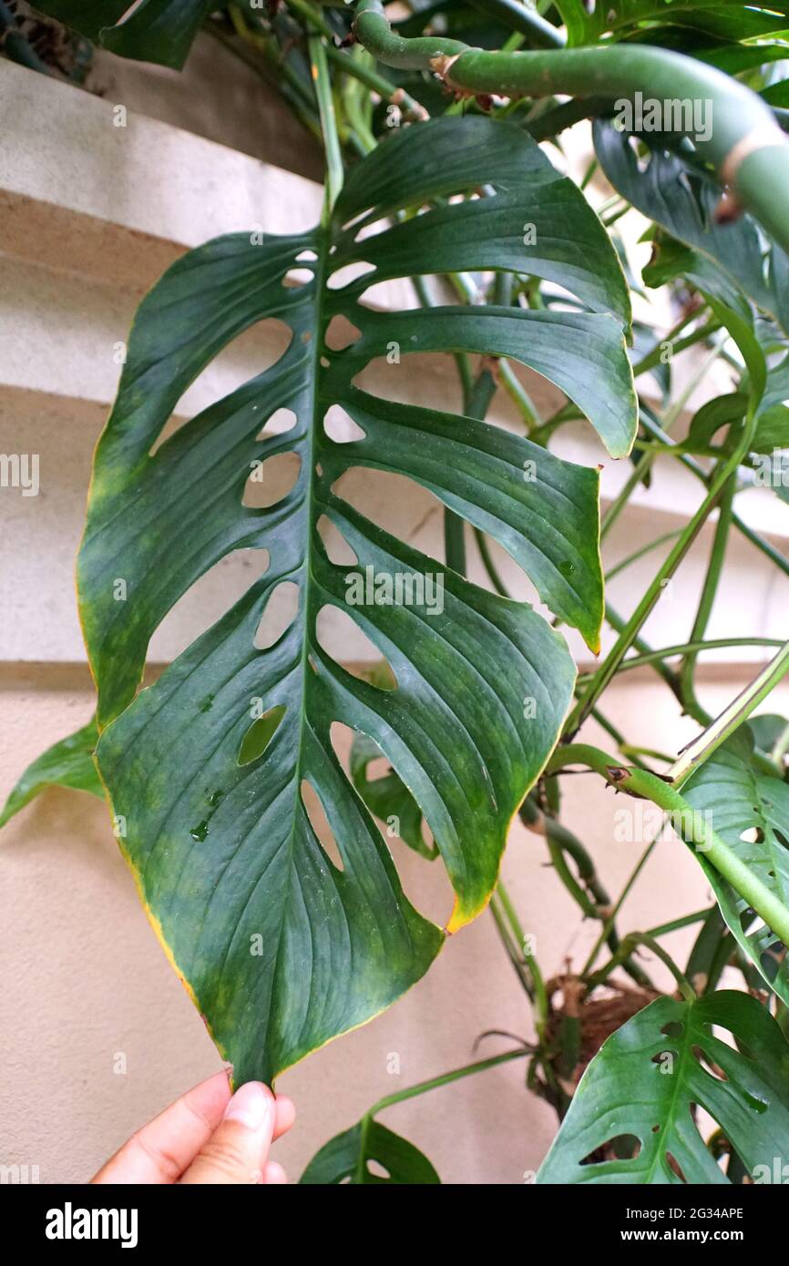 Close up of a large green leaf of Monstera Esqueleto, a climbing ...