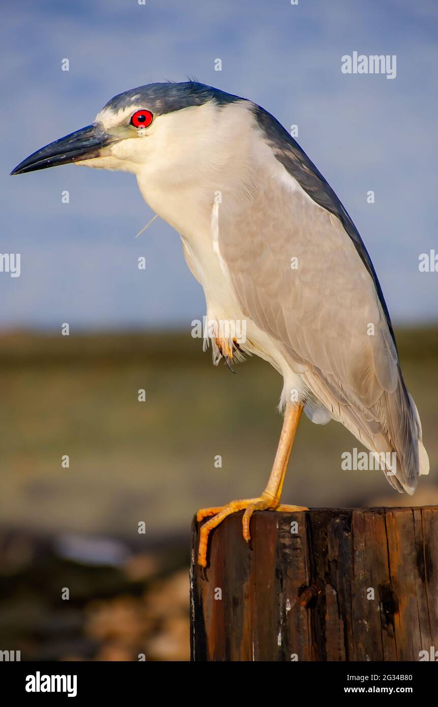 Hunched bird hi-res stock photography and images - Alamy