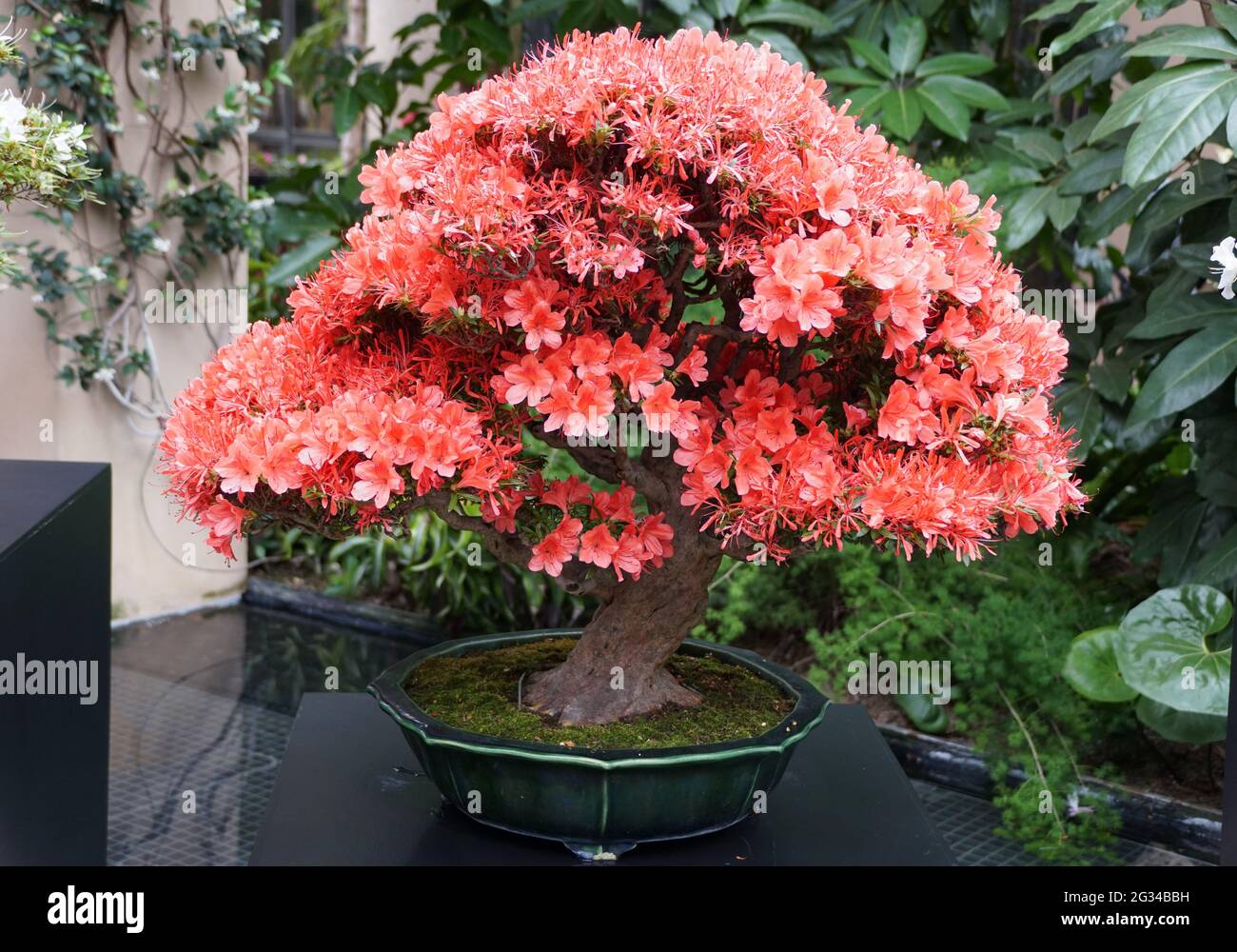Beautiful pink color display of Satsuki Azalea Kinsai' flowers from a ...