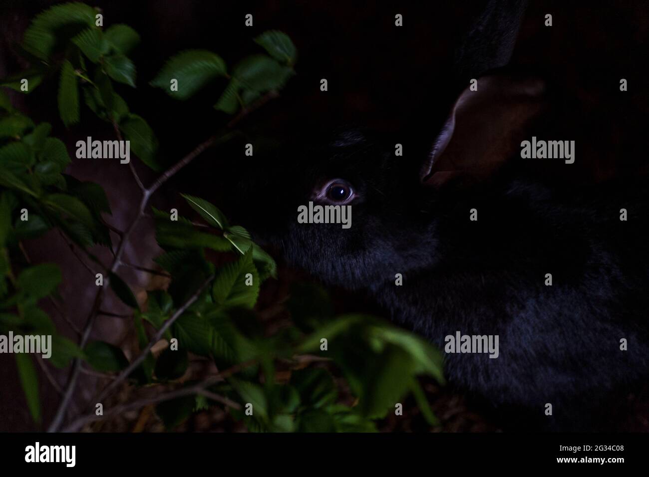 Rabbit ears veins hi-res stock photography and images - Alamy