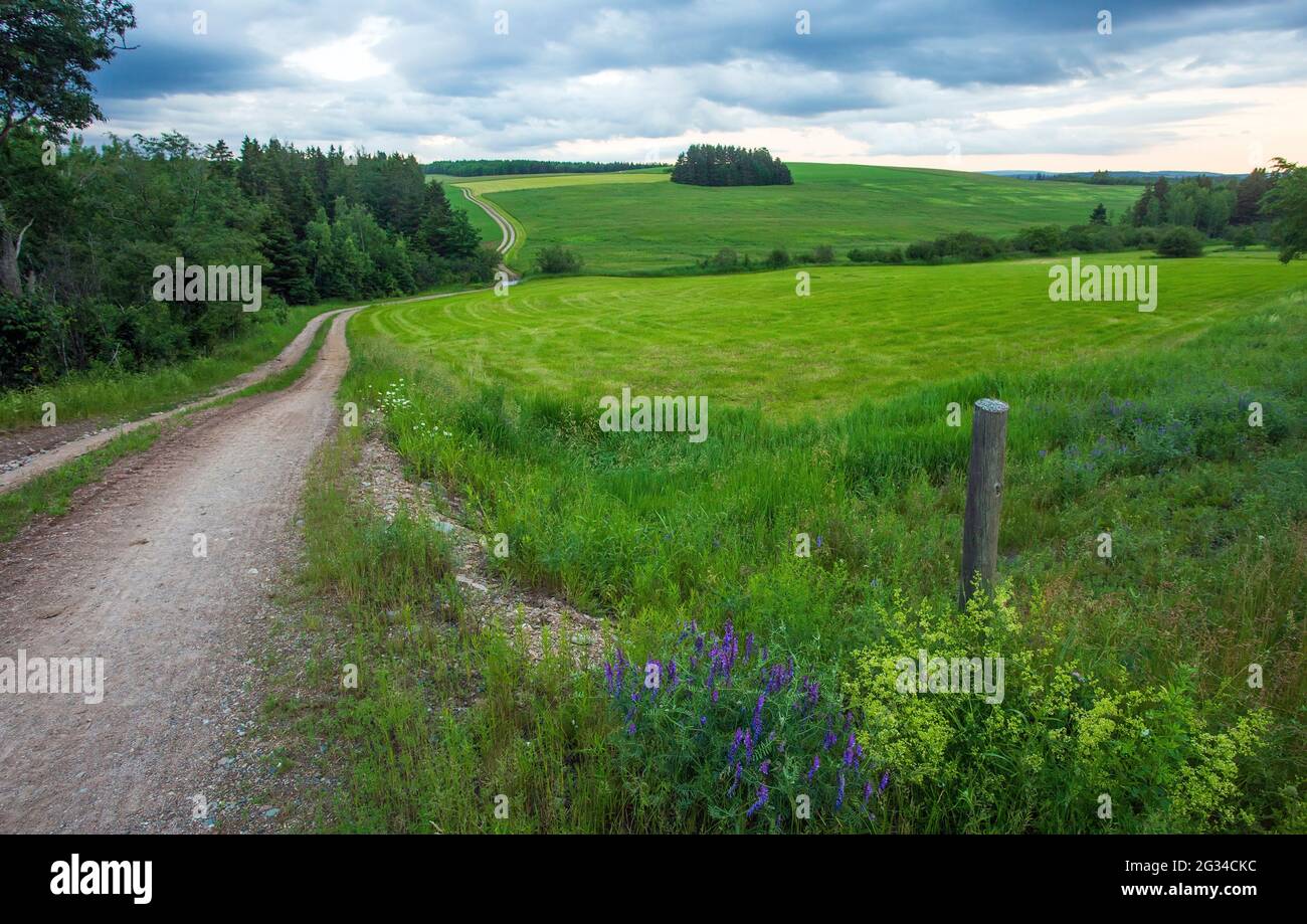 A scenic dirt road leads through a green grass field in New Brunswick ...
