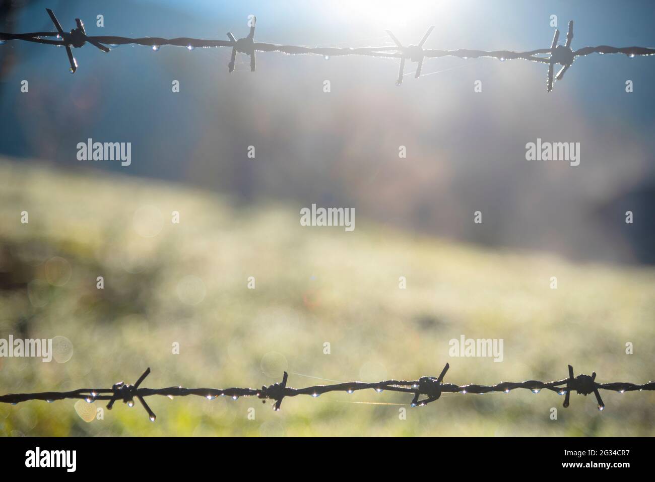 Security sharp metal wire barbed fence protection border. Rusty sharp ...