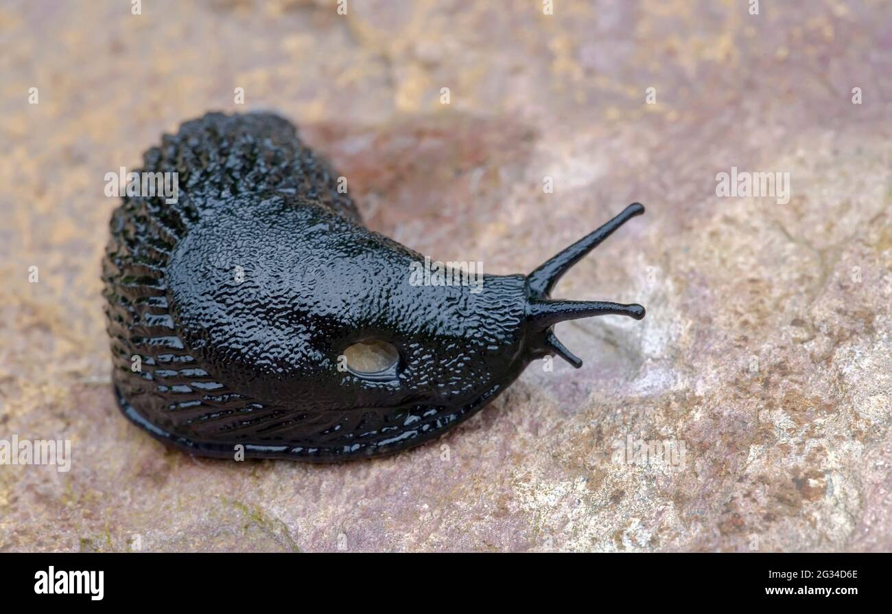 Closeup of a black slug (Arion ater) with open exposed breathing hole ...