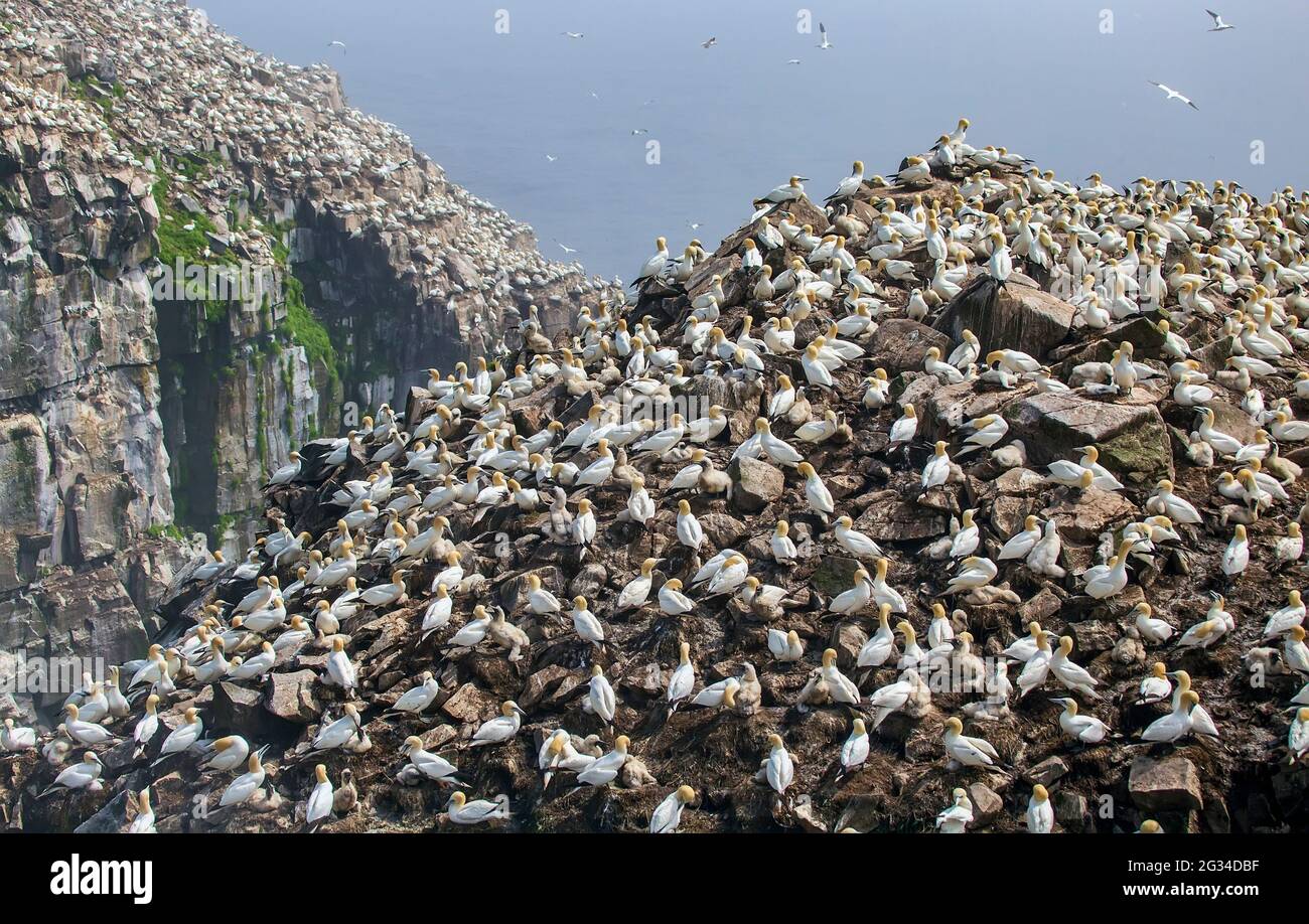 Birds in newfoundland hi-res stock photography and images - Alamy