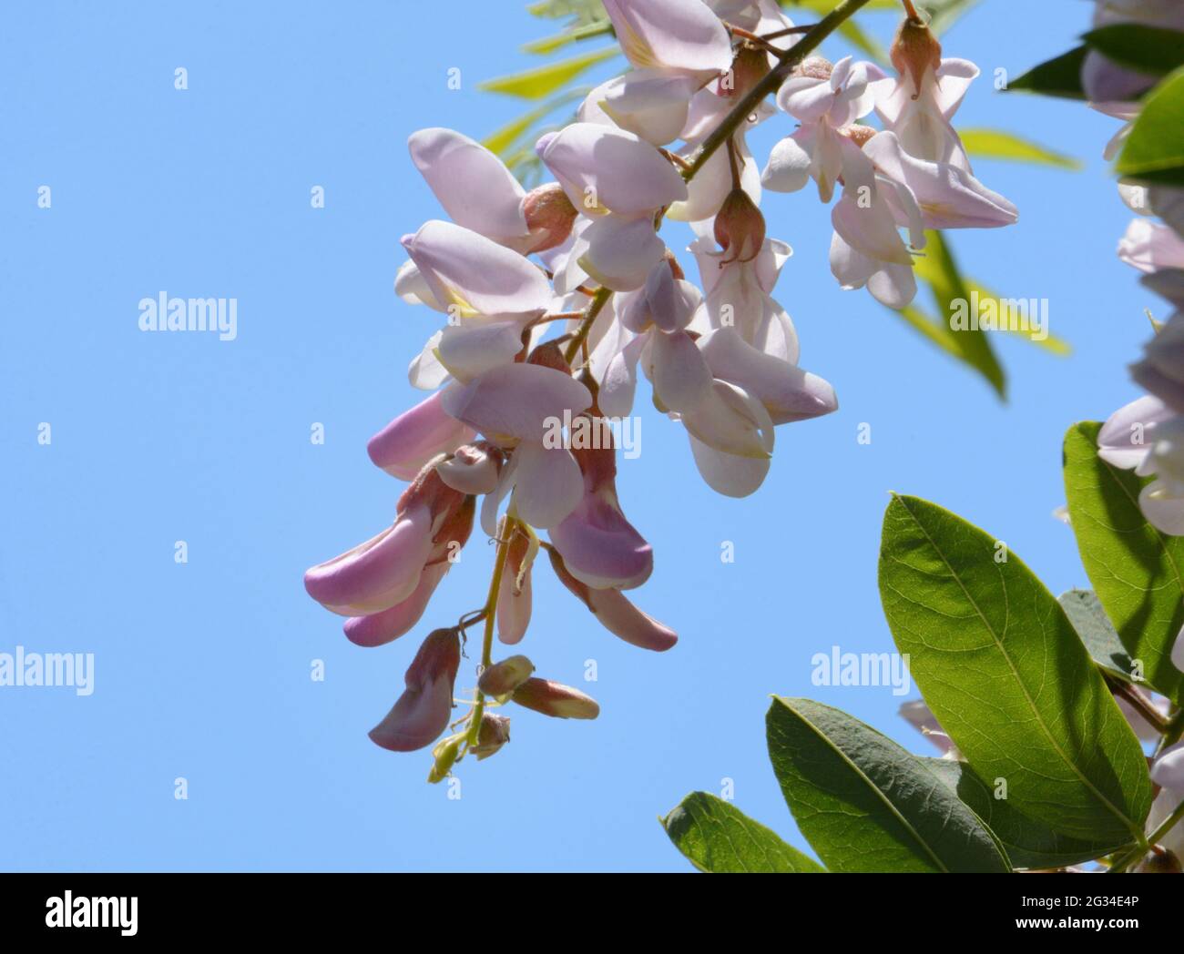 Robinia flowers hi-res stock photography and images - Alamy