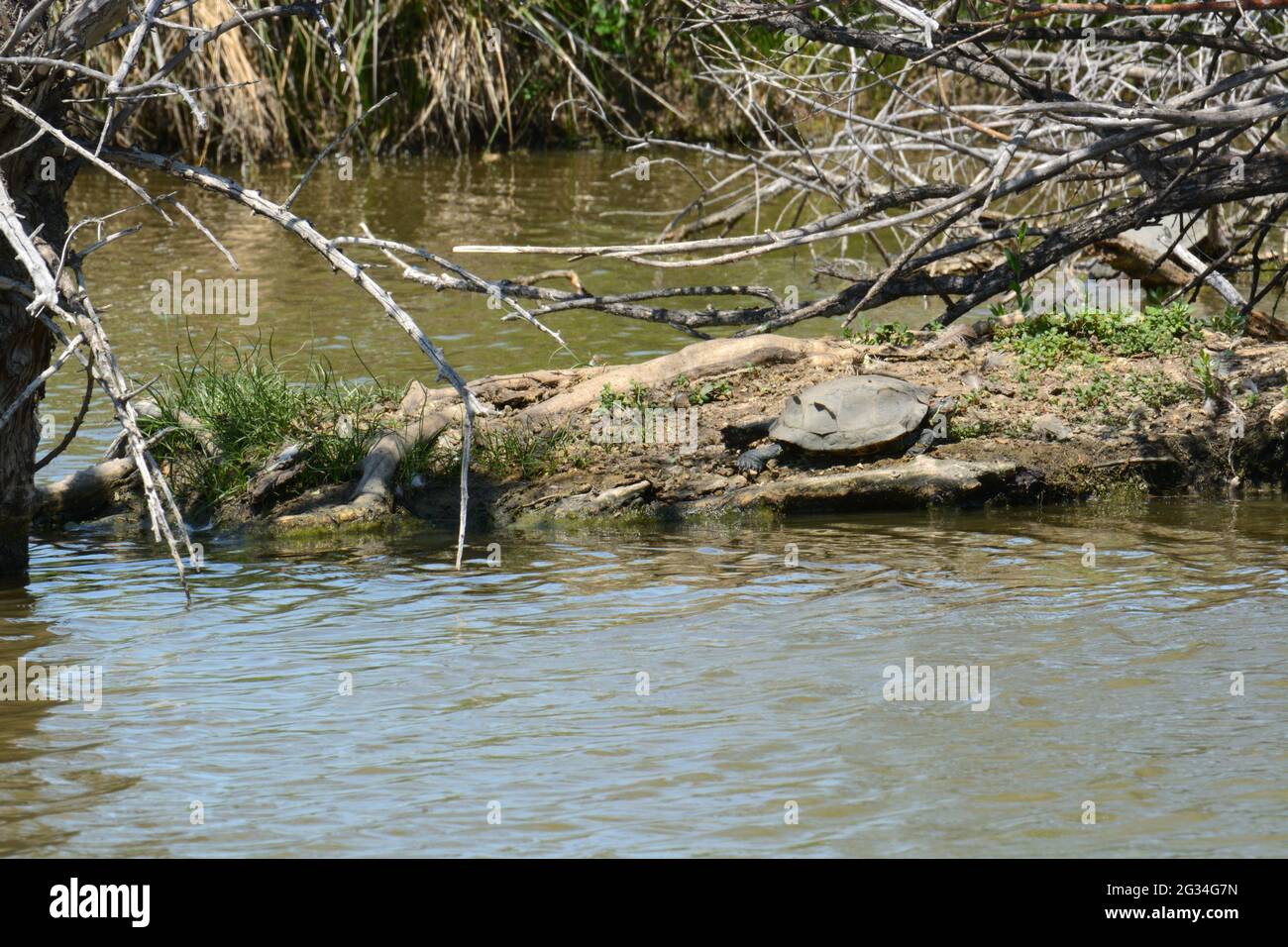 Large red eared slider turtle with shell damage from plate lifting up ...