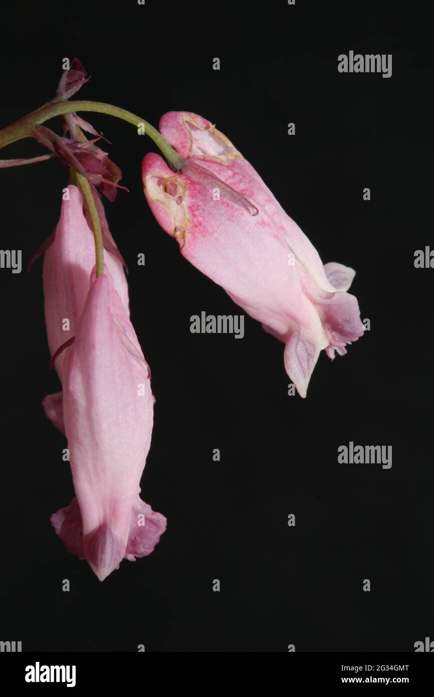 Pink flower blossom close up background dicentra formosa family ...