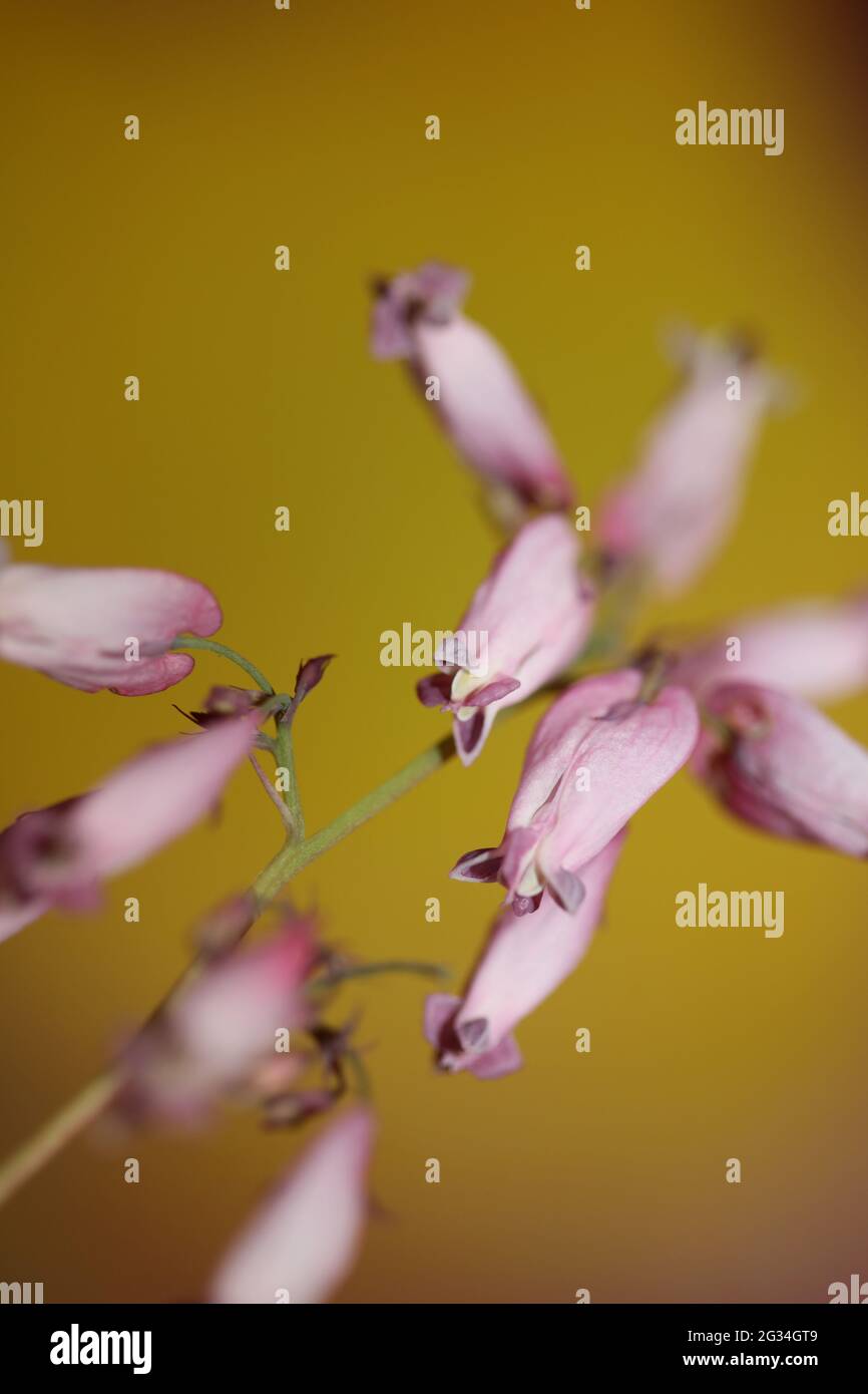 Pink flower blossom close up background dicentra formosa family ...