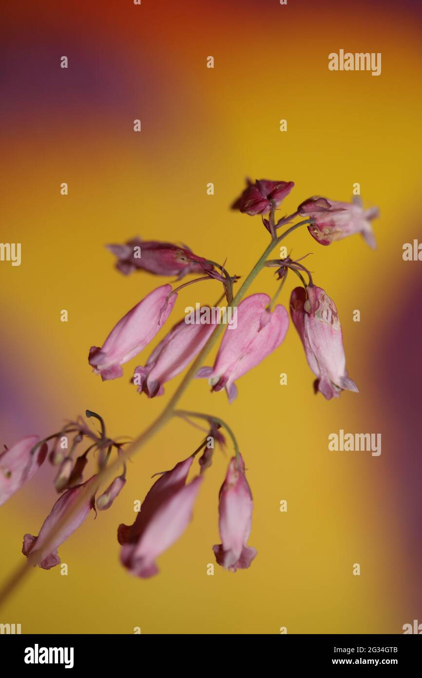 Pink flower blossom close up background dicentra formosa family ...