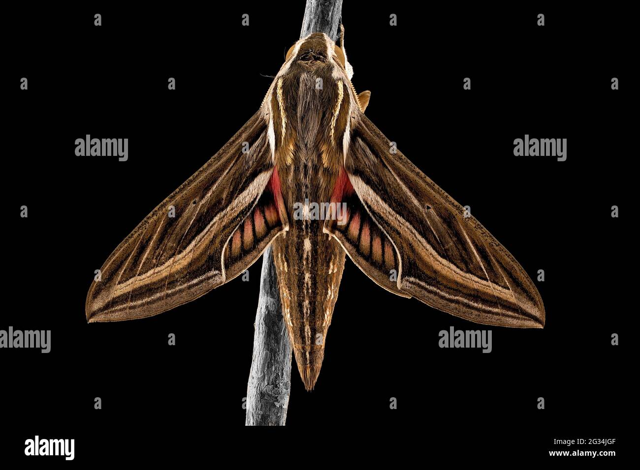 A Sphinx Moth, also known as a Hawk Moth, a macro image showing all the ...