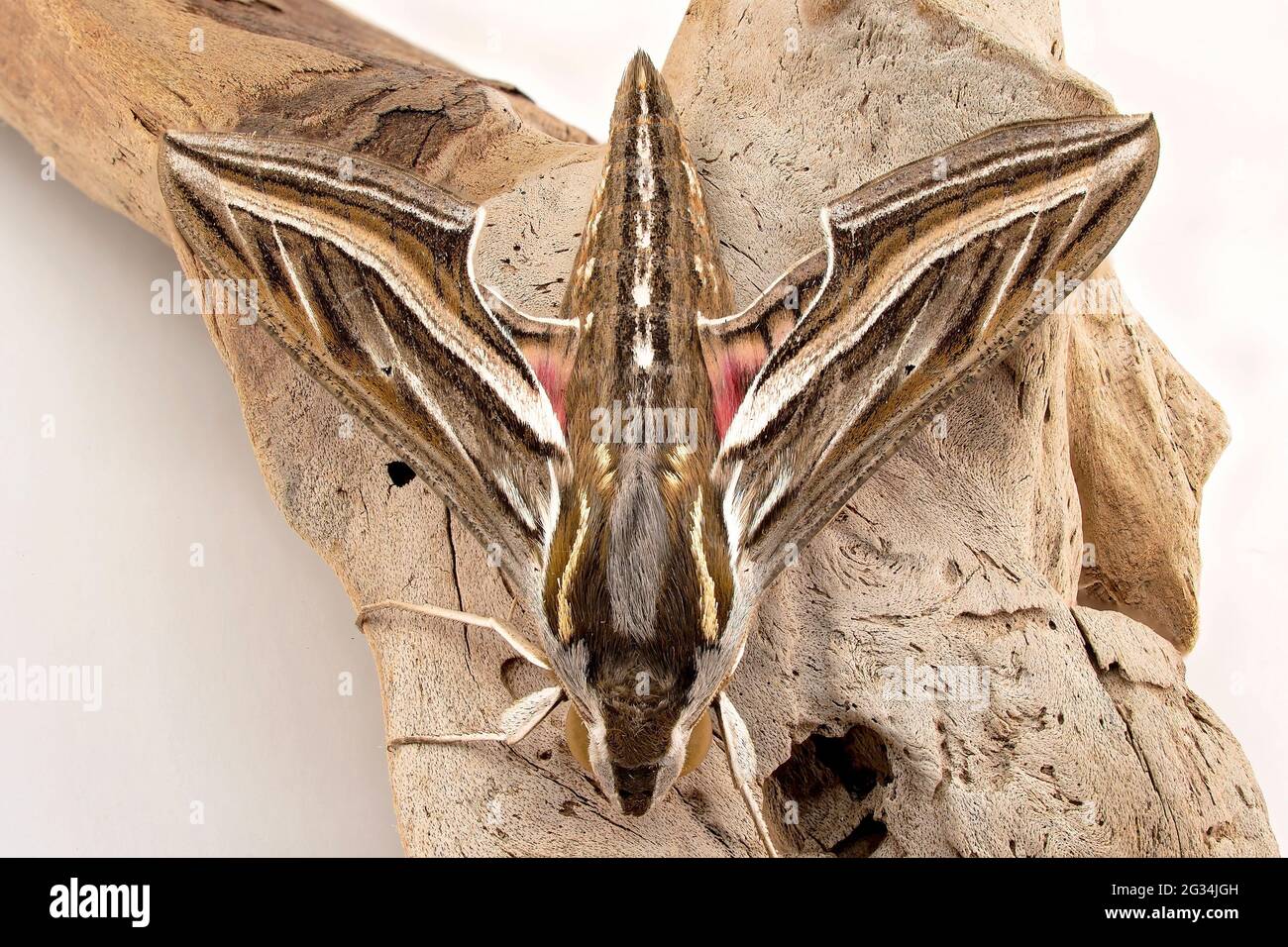 Top down view of a Sphinx Moth, also known as a Hawk Moth, a macro ...
