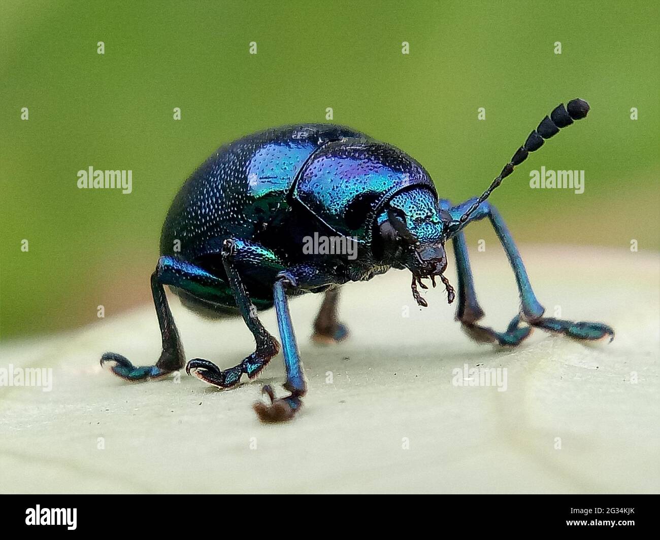 Blue beetles hi-res stock photography and images - Alamy