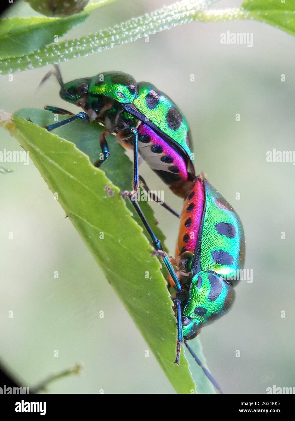 Colorful Spotted Beetle
