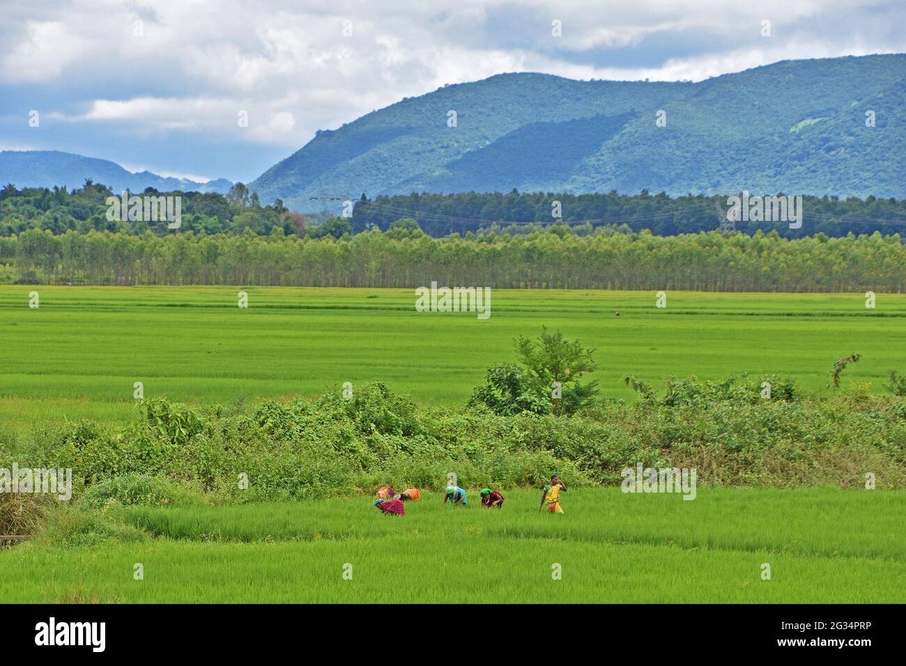 Koraput, Odisha, India Stock Photo - Alamy