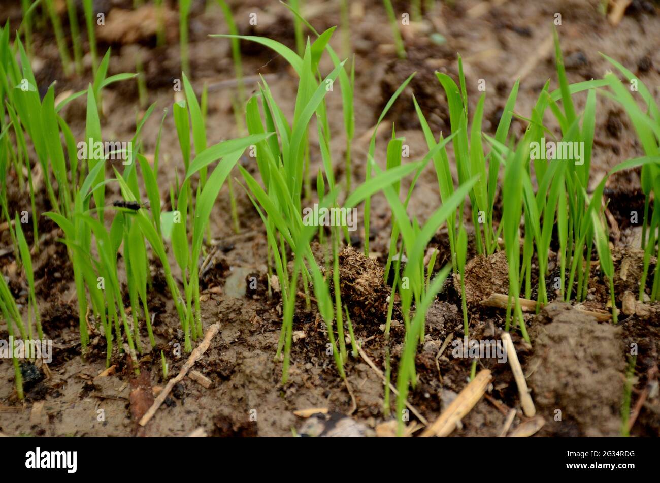 closeup the green ripe paddy plant soil heap in the farm over out of ...