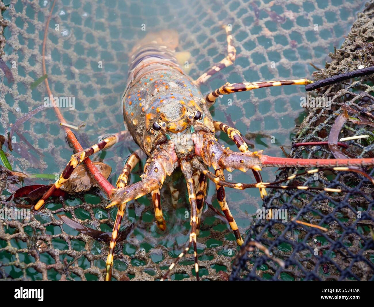 Lobster farm hi-res stock photography and images - Alamy