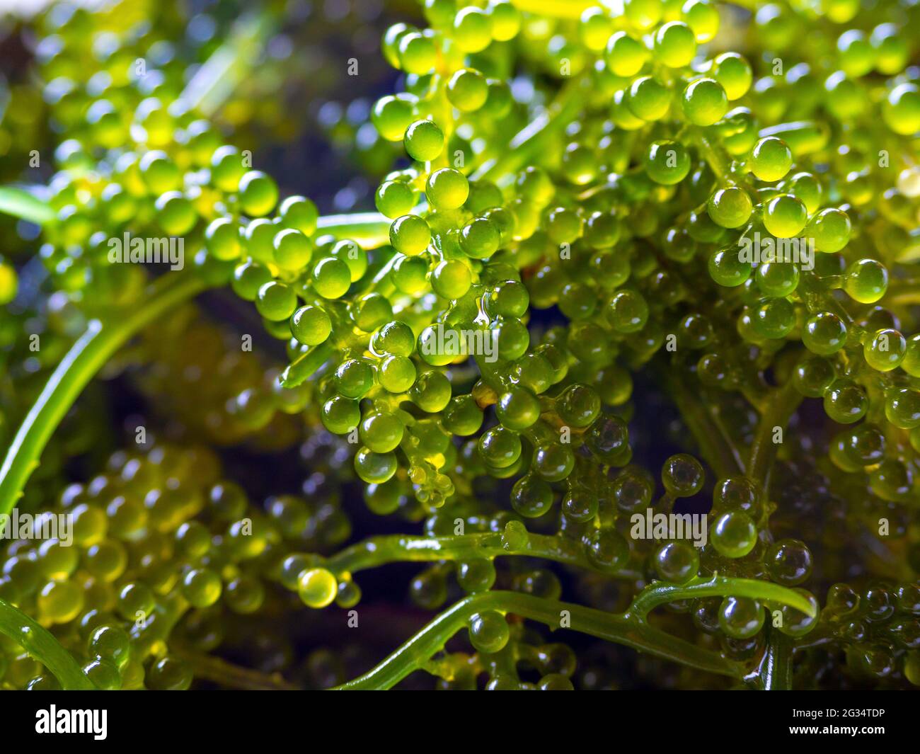 Caulerpa lentillifera hi-res stock photography and images - Alamy