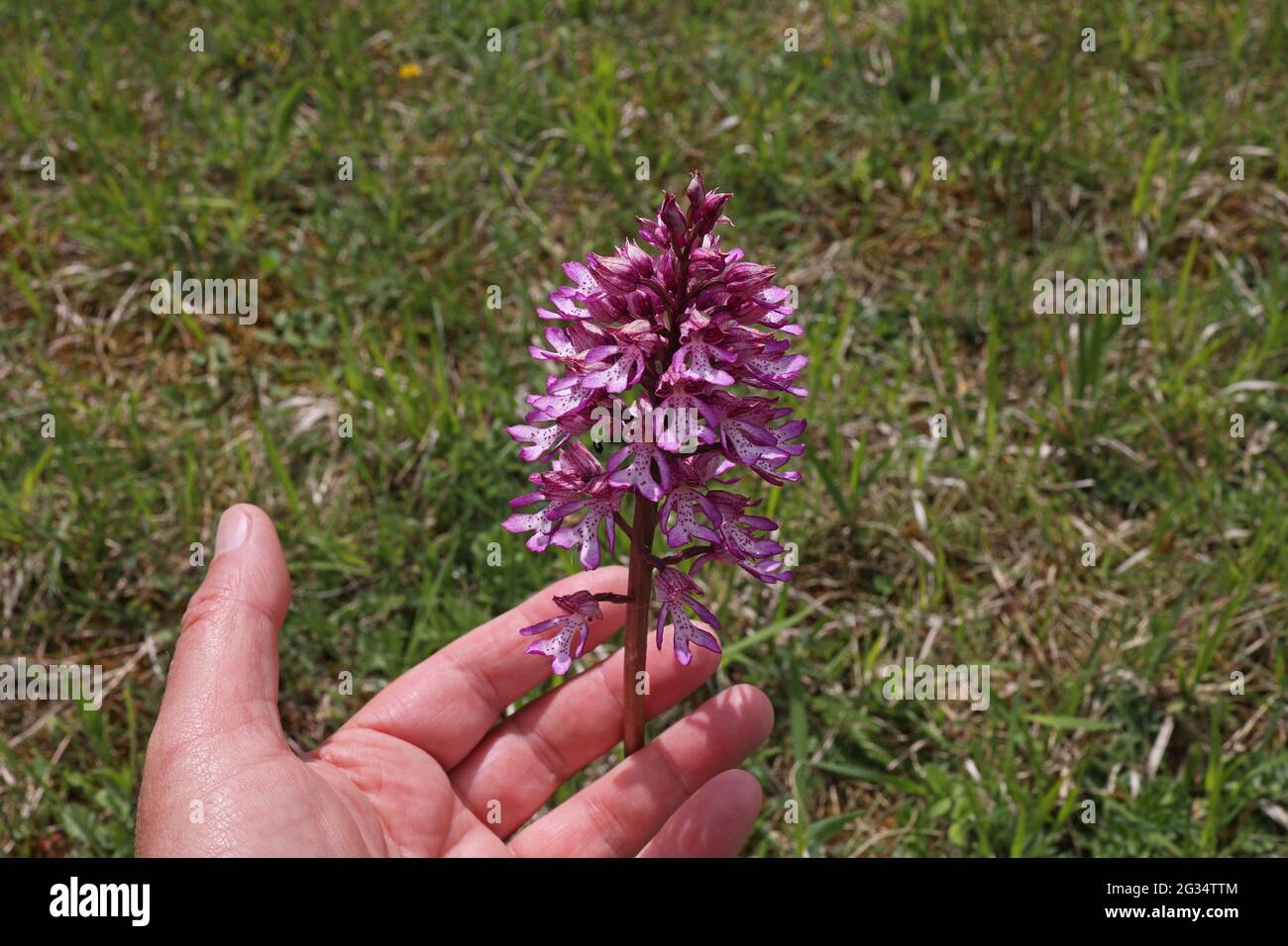 Closeup of a person holding a purple Orchis militaris flower in the ...