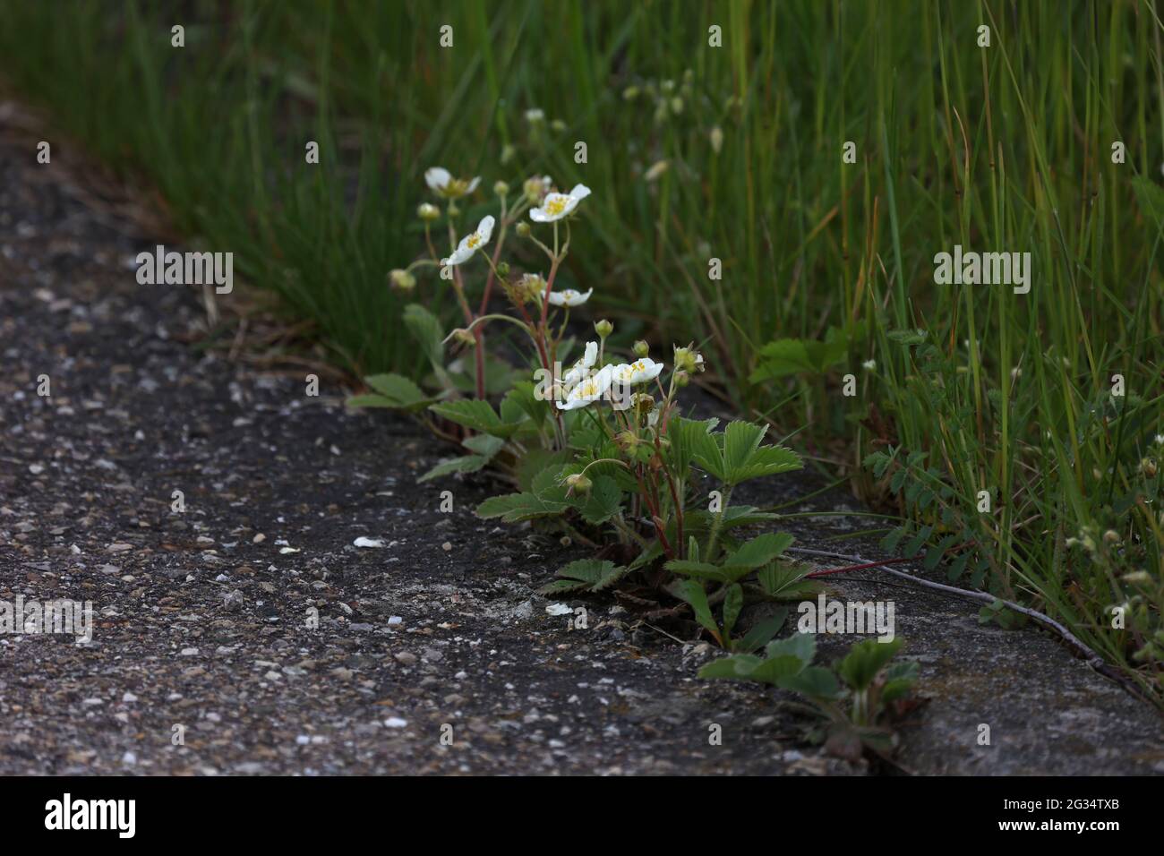 Growing strawberry plants on the cracked asphalt road Stock Photo - Alamy