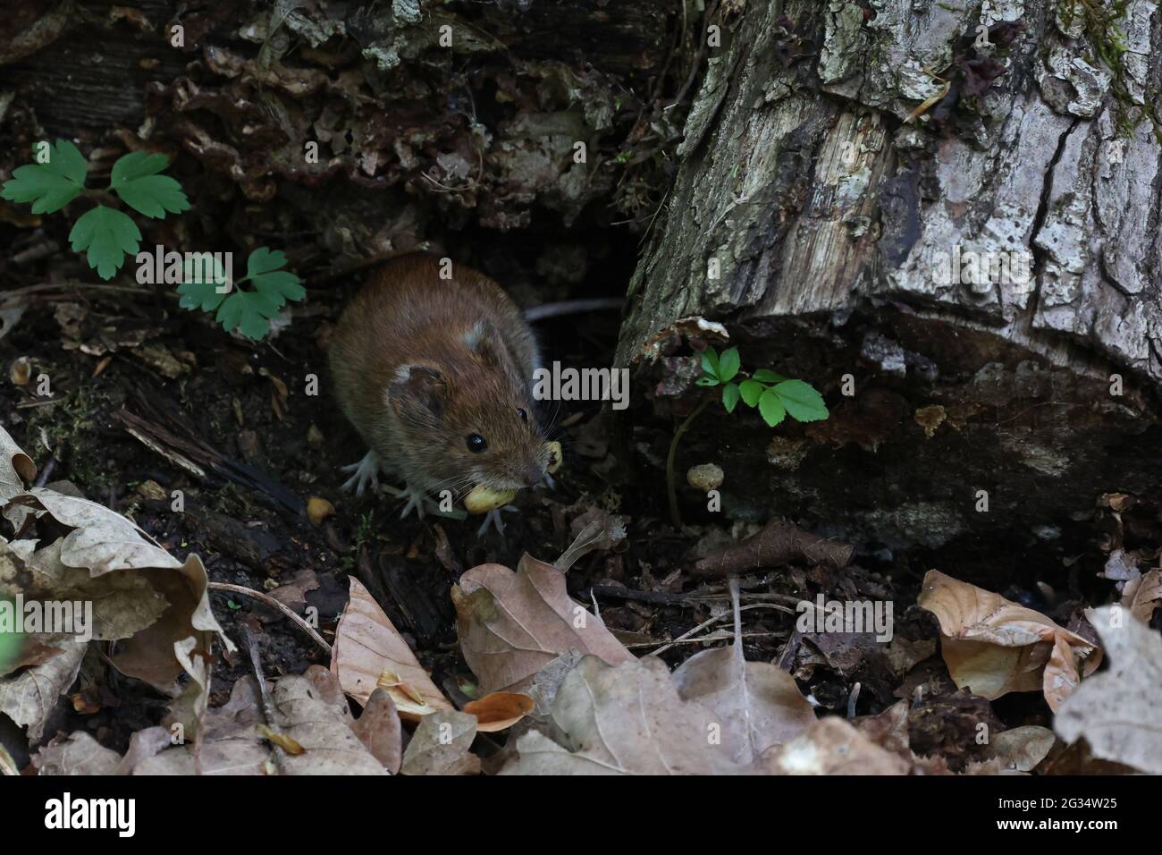 Closeup of a brown mouse with a nut in its mouth in the forest Stock ...