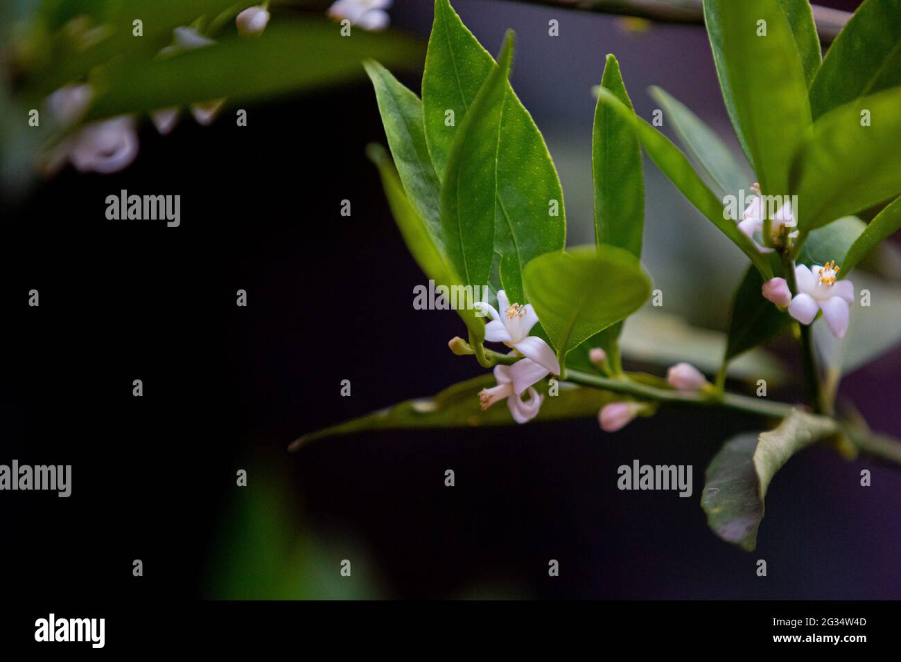 Calamansi Flower