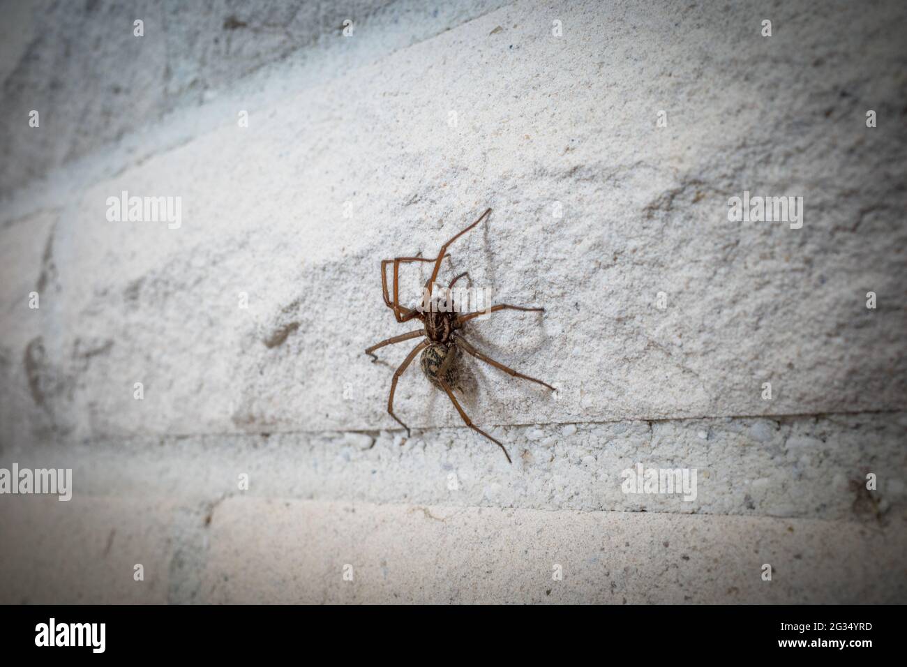 a big angle spider crawls along a white house wall Stock Photo - Alamy