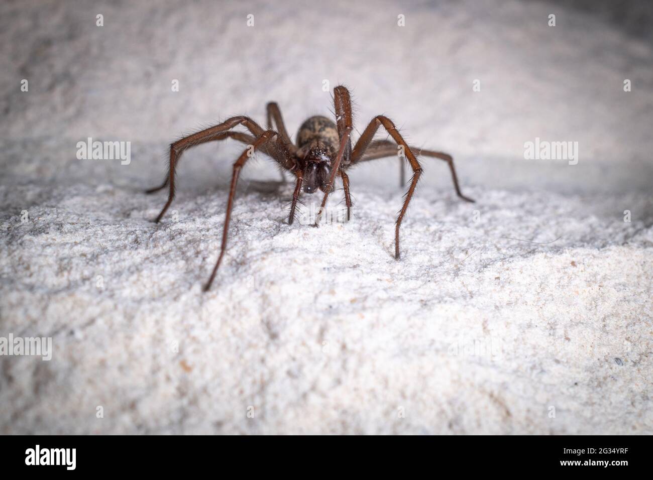 a big angle spider crawls along a white house wall Stock Photo - Alamy